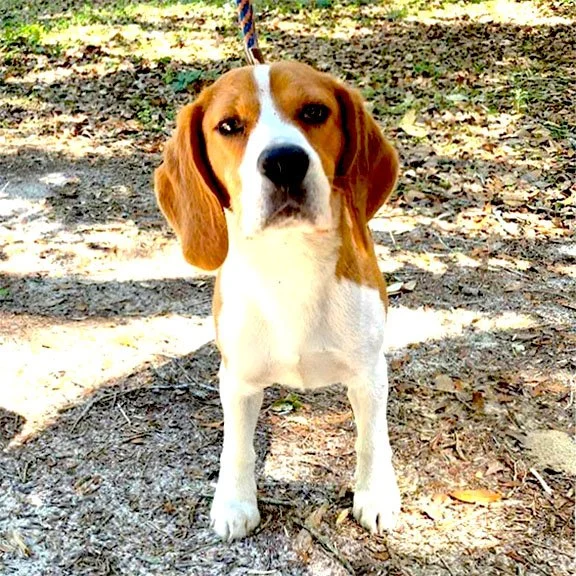 Lane Rae Beagles - Available Adult Beagles — Lane Rae Beagles
