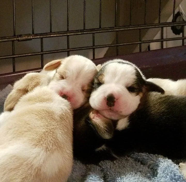 Lane Rae Beagles