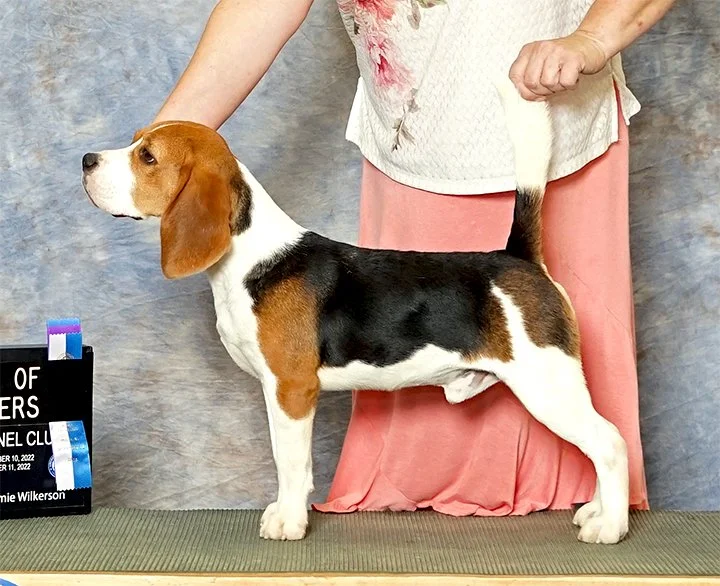 Lane Rae Beagles - Available Beagles — Lane Rae Beagles