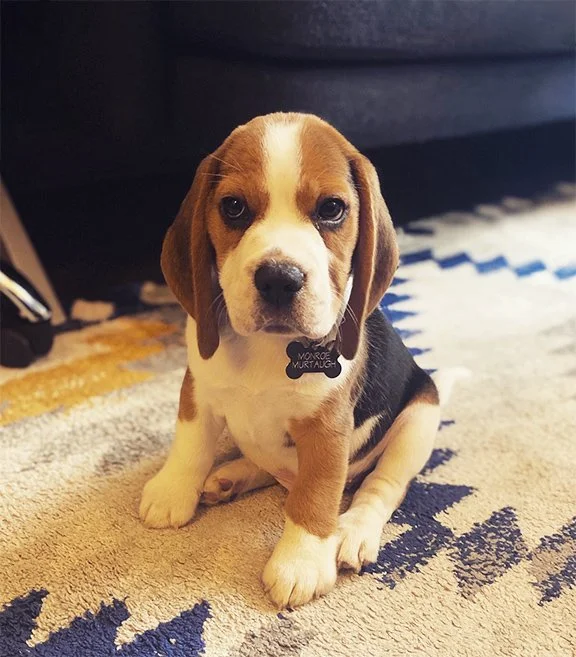 Lane Rae Beagles - Photo Gallery — Lane Rae Beagles