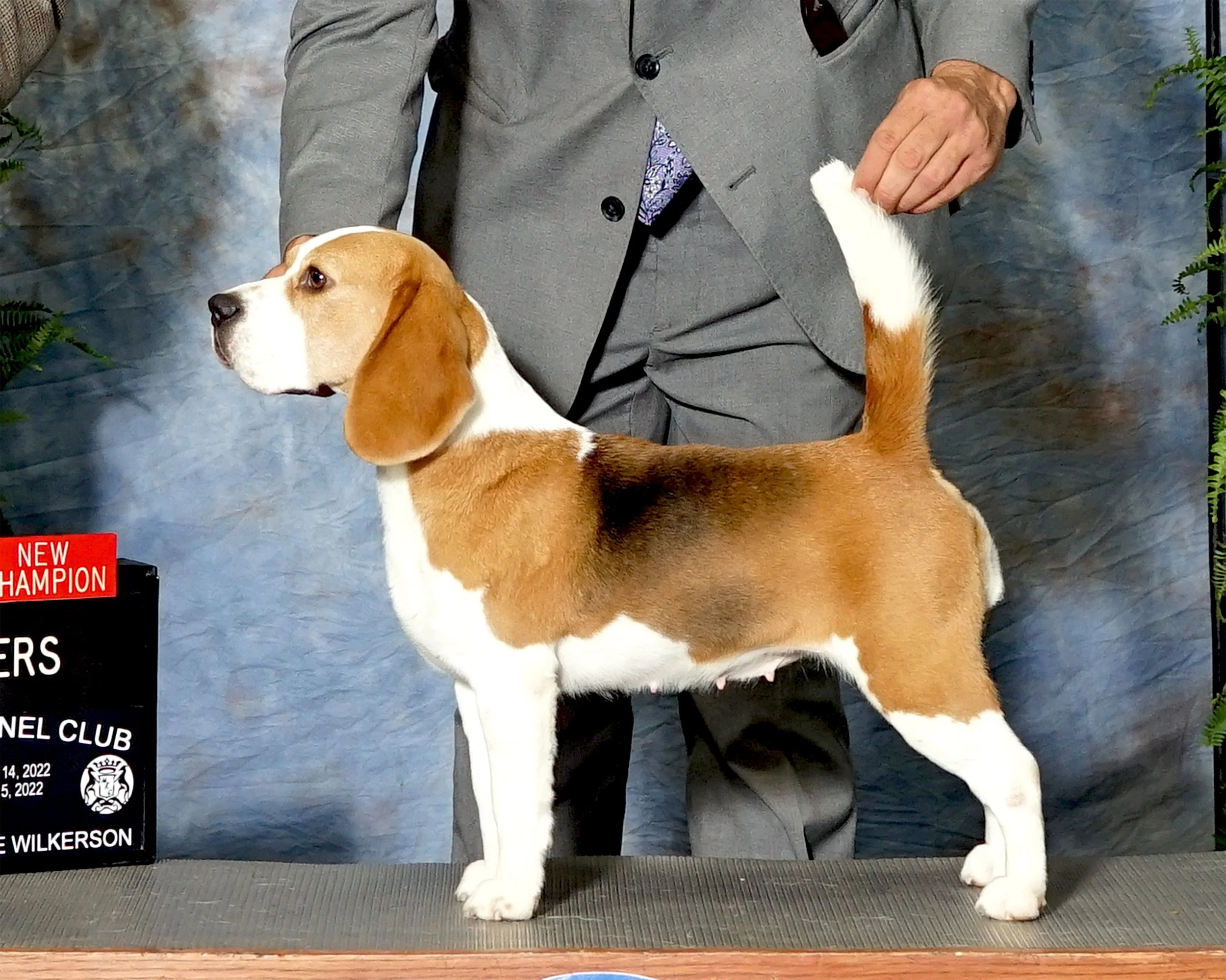 Our Females — Lane Rae Beagles