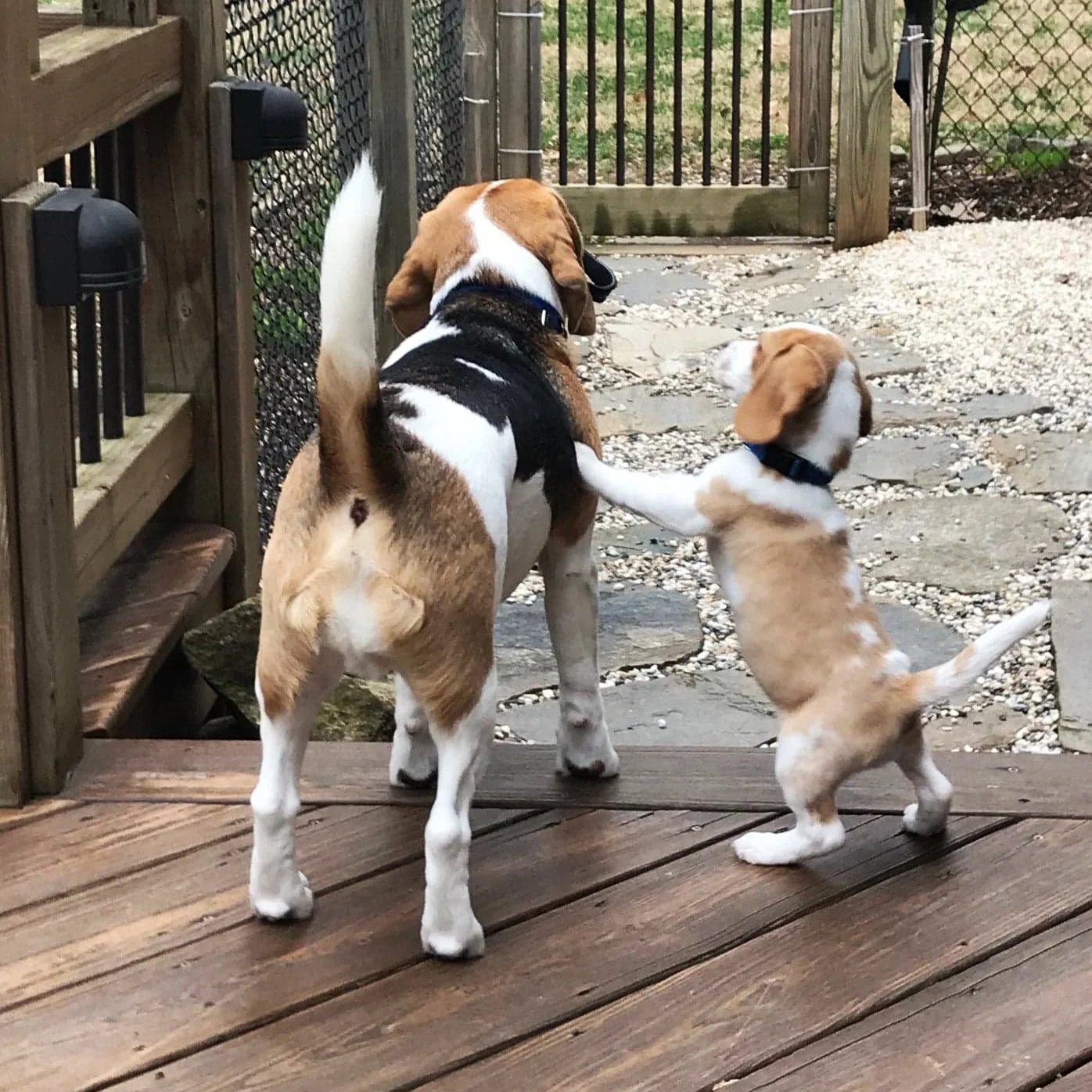 Lane Rae Beagles - Photo Gallery — Lane Rae Beagles