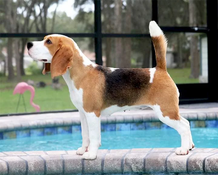 Lane Rae Beagles - Available Beagles — Lane Rae Beagles