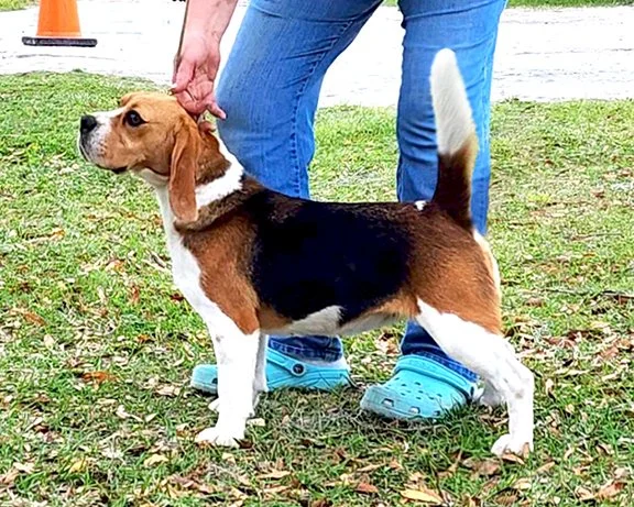 Lane Rae Beagles - Our Females — Lane Rae Beagles