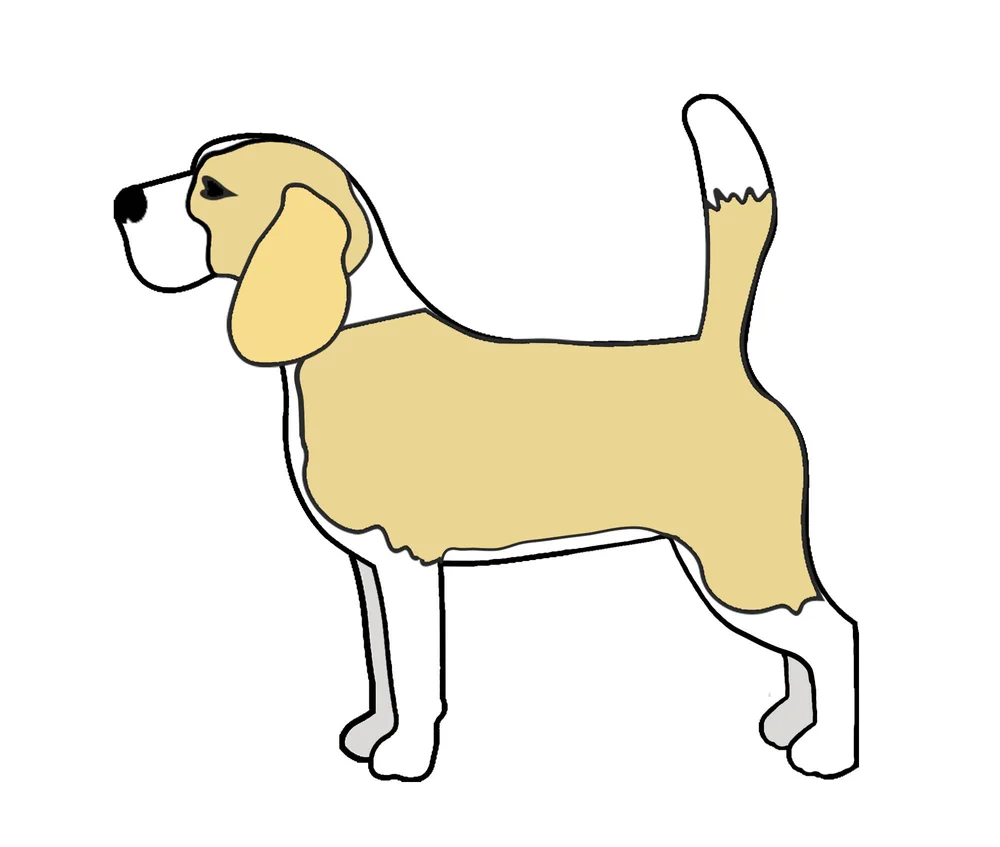 Lane Rae Beagles - Beagle Colors — Lane Rae Beagles