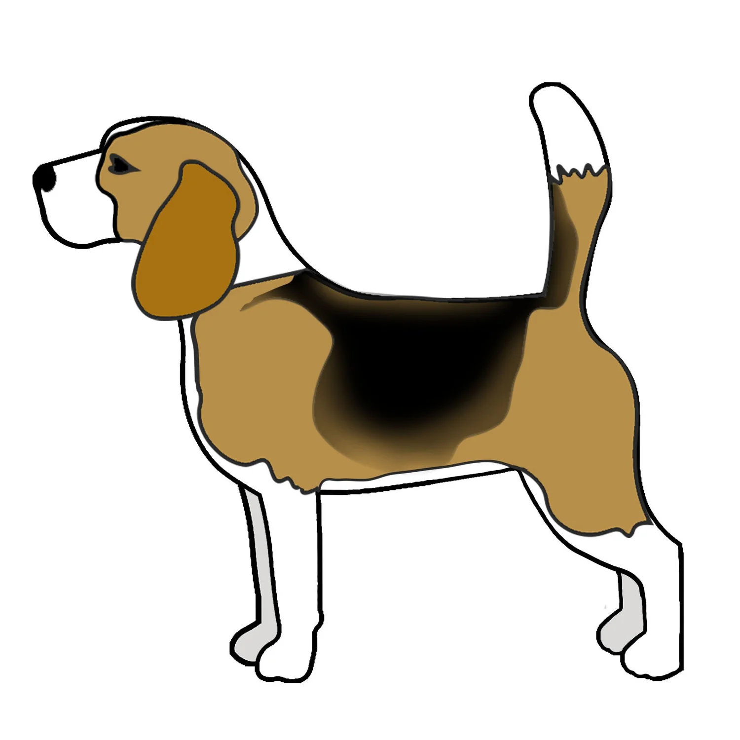 Lane Rae Beagles - Beagle Colors — Lane Rae Beagles