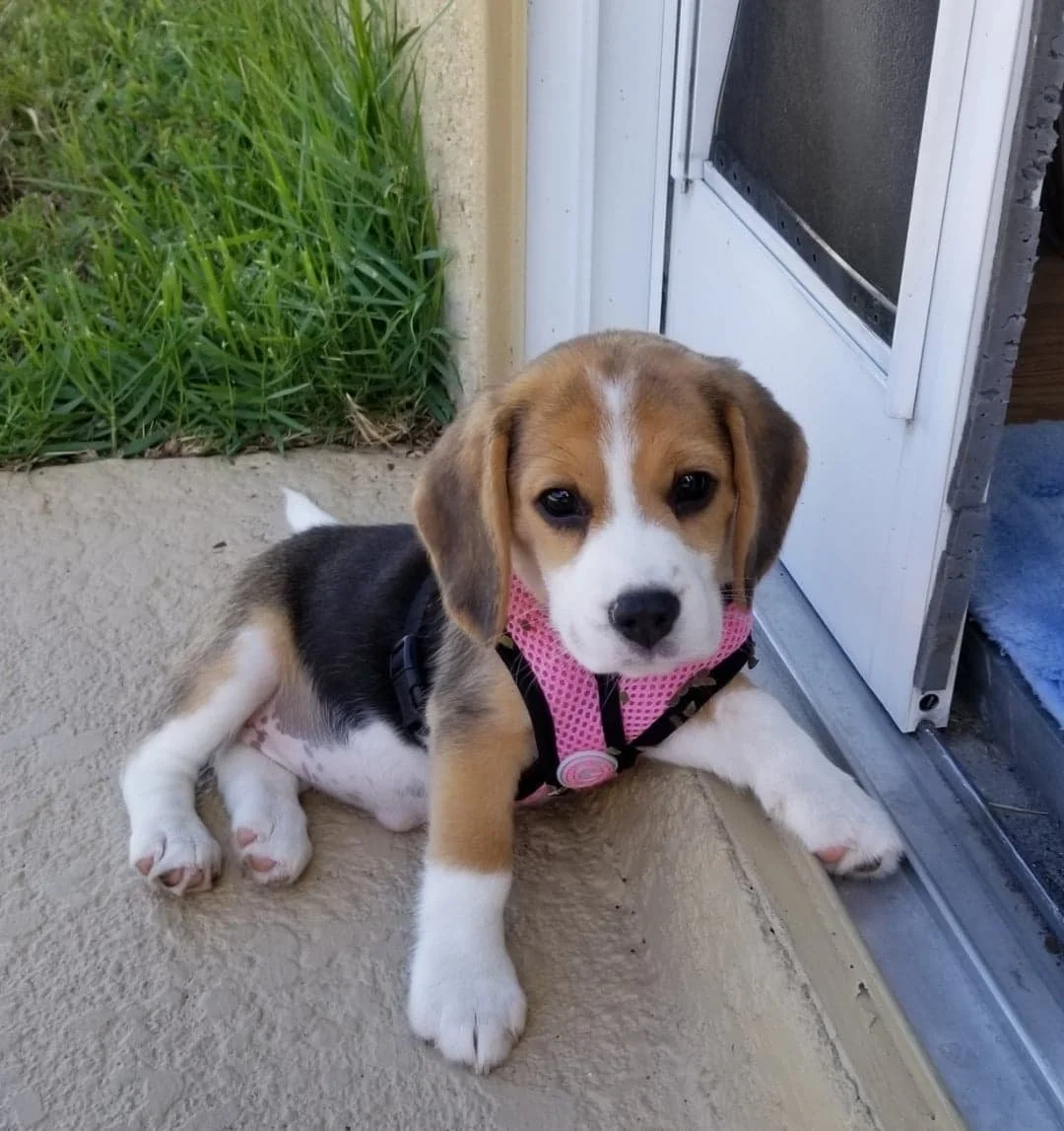 Lane Rae Beagles - Gallery — Lane Rae Beagles