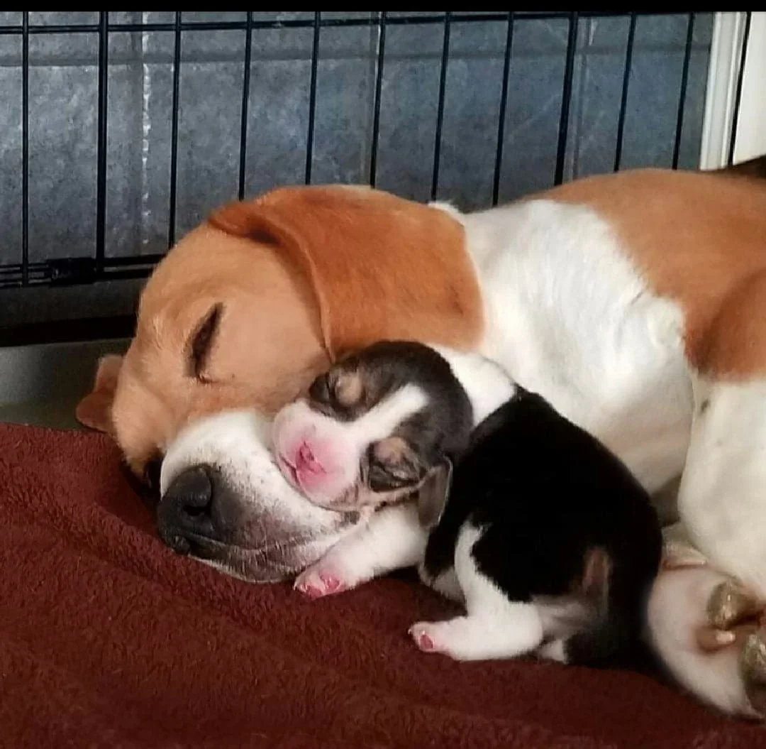 Lane Rae Beagles