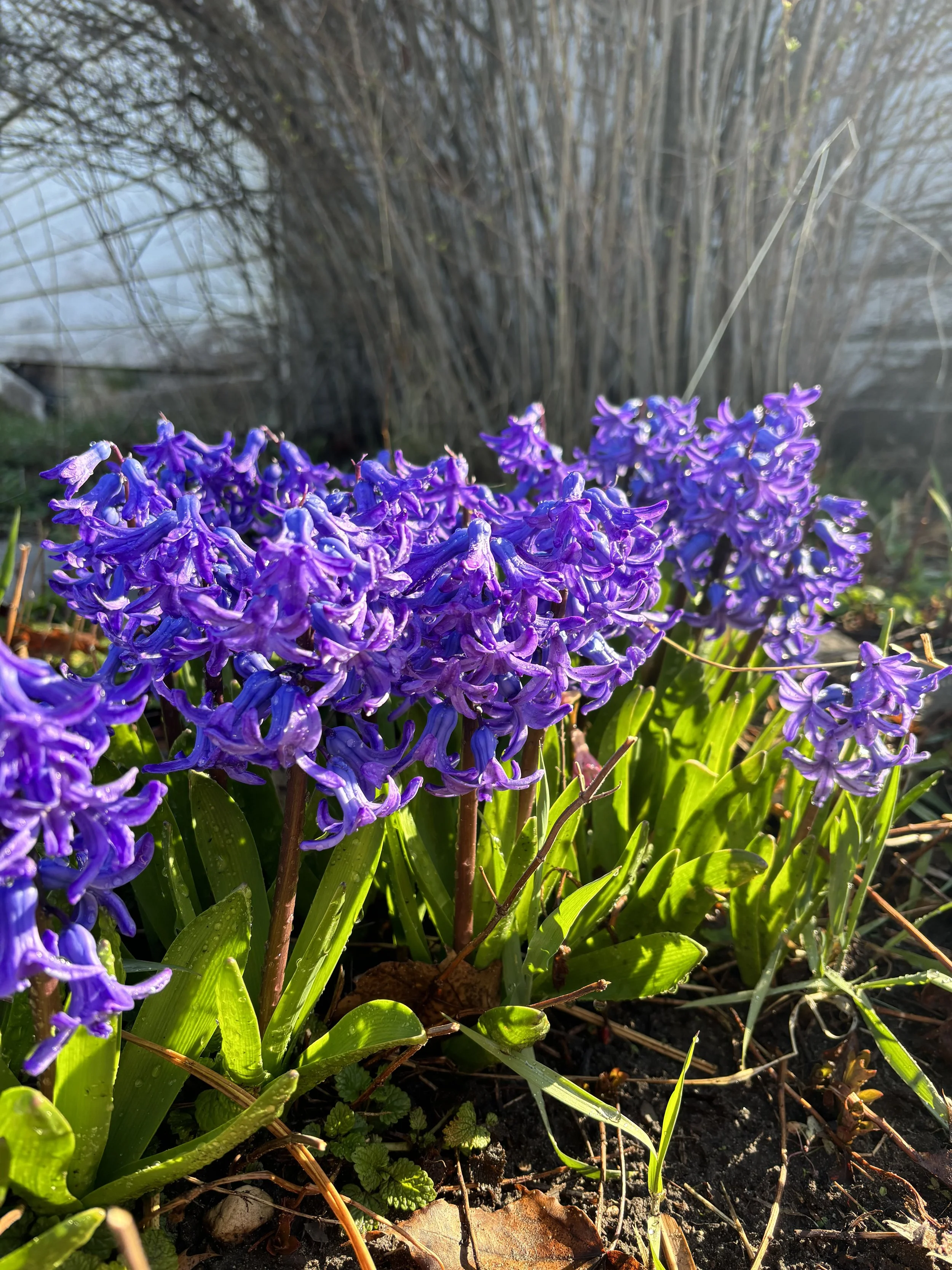 General 4 — Moondance Flower Farm