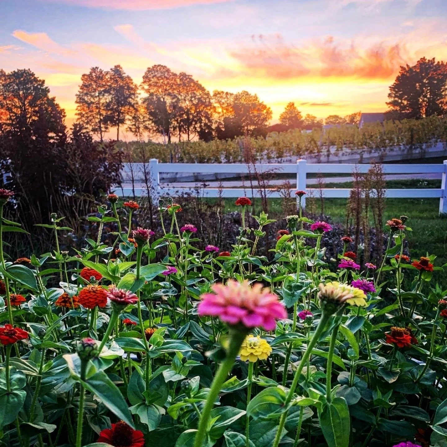 Moondance Flower Farm
