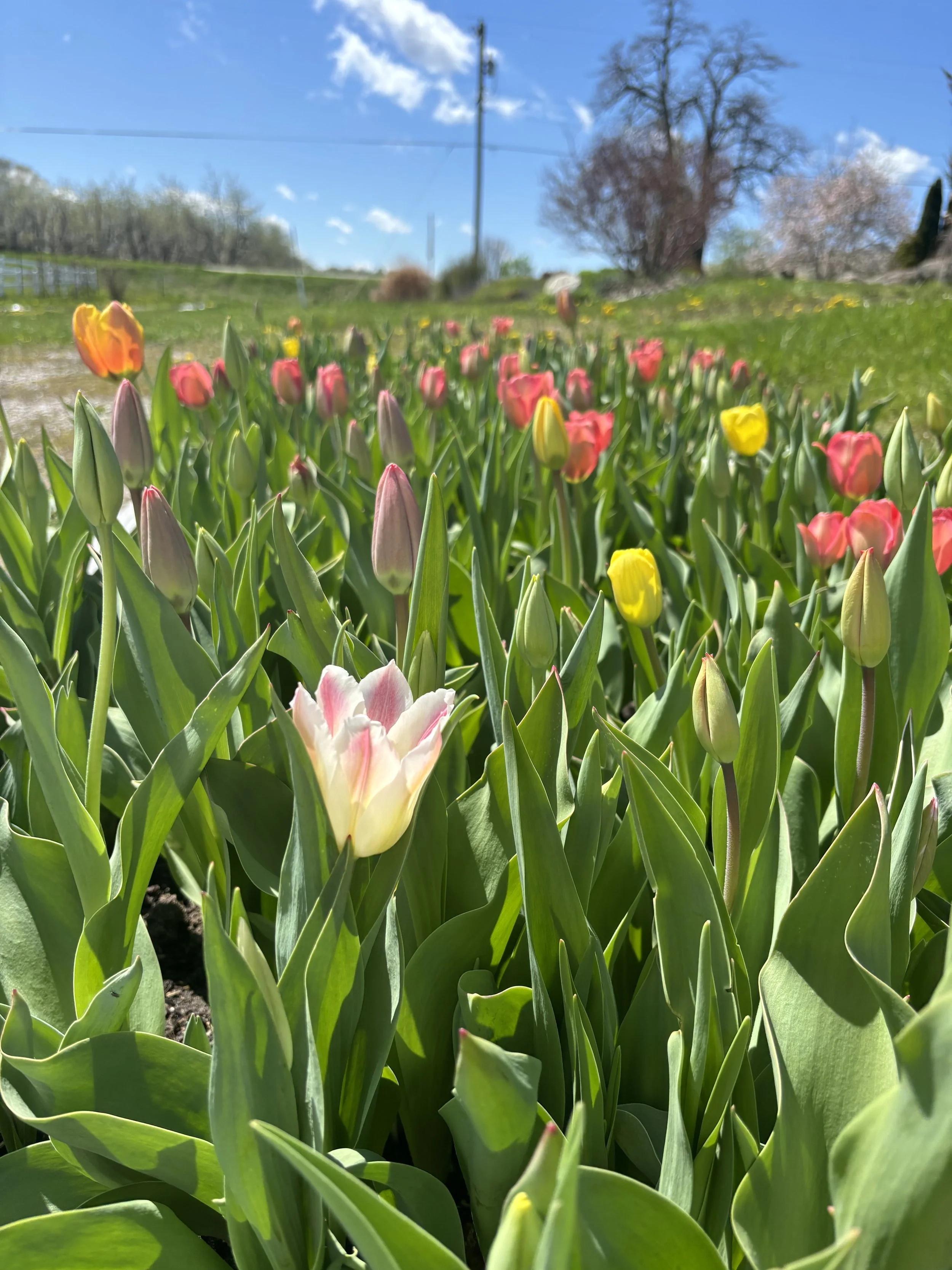 Moondance Flower Farm