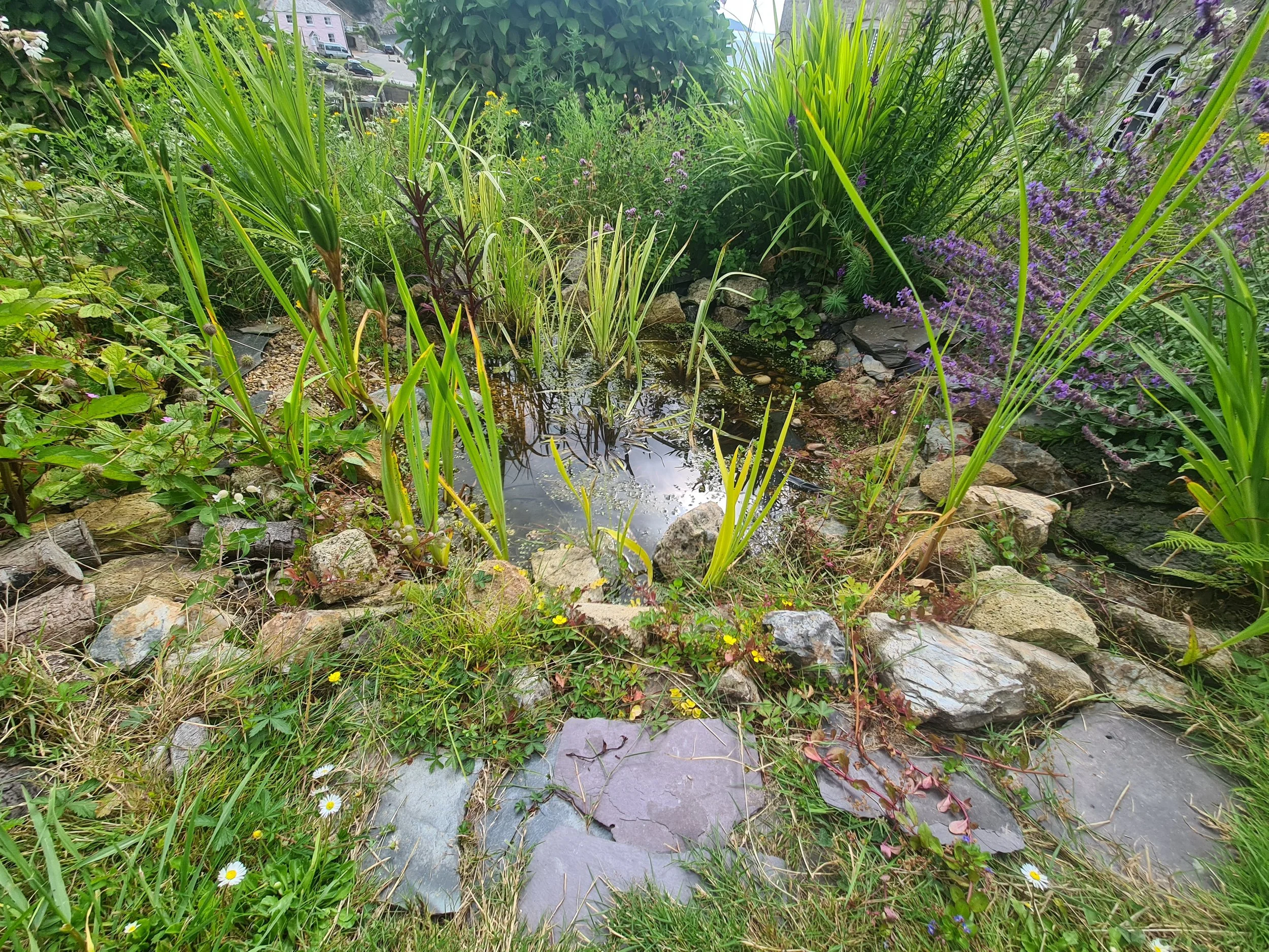 Wildlife Pond Creation in Devon — Fern & Primrose