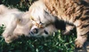 Services & Prices | Compassionate Pet End-of-Life Care — Forget Me Not Pets