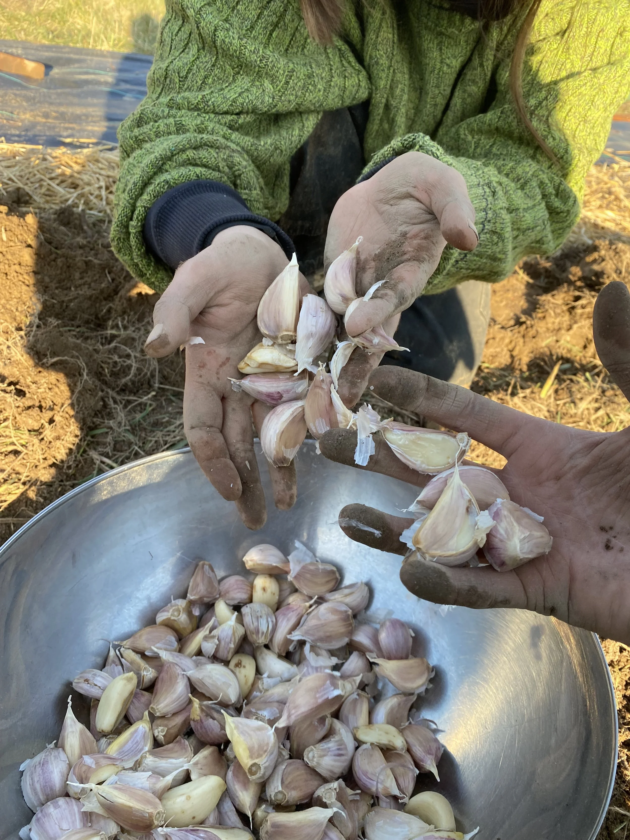 Brass Tacks — Terra Chimera Farm