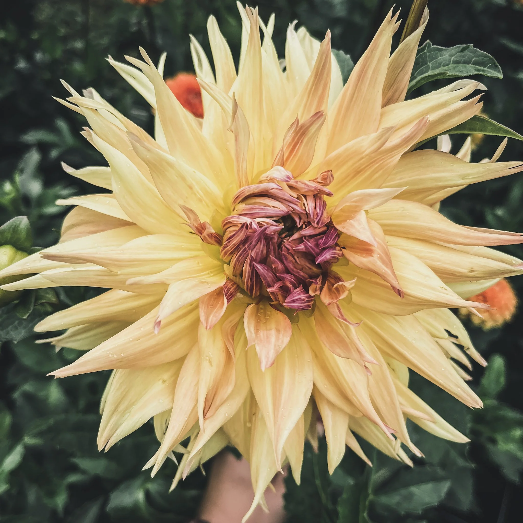 Shop — Stone Bank Flower Co