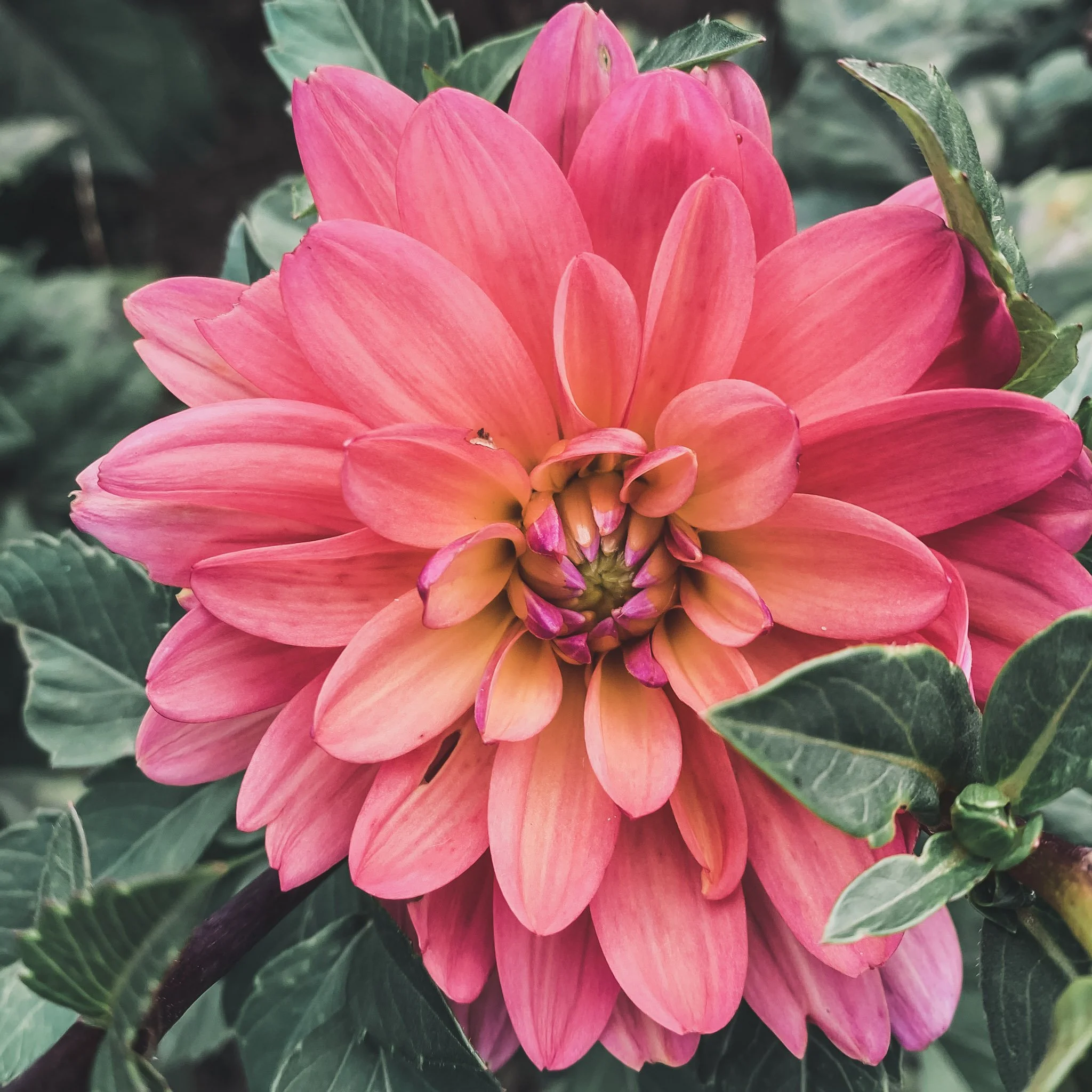 Shop — Stone Bank Flower Co