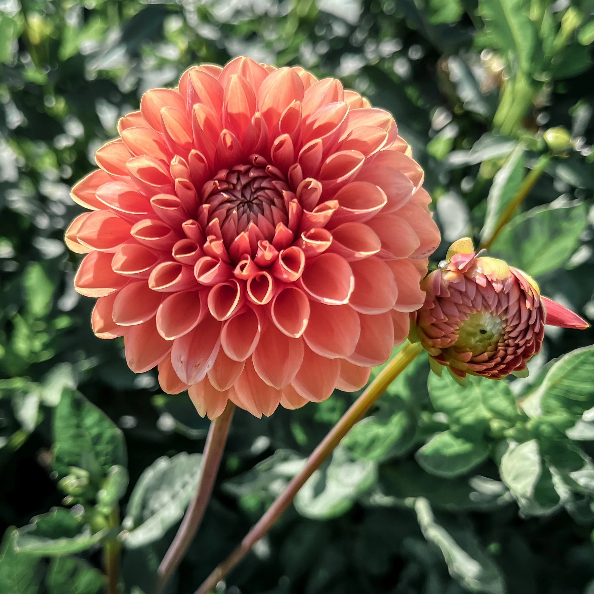 Shop — Stone Bank Flower Co