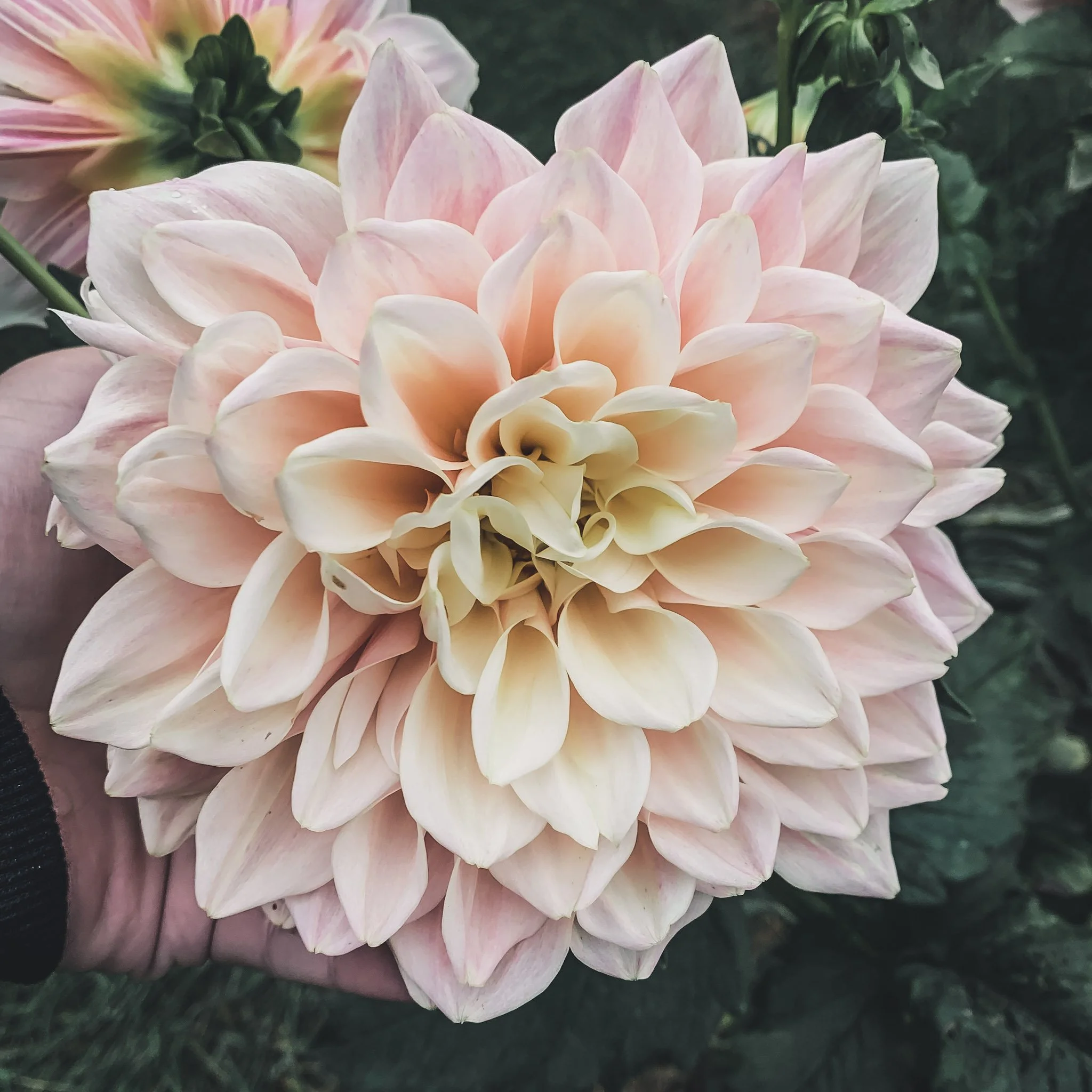 Shop — Stone Bank Flower Co