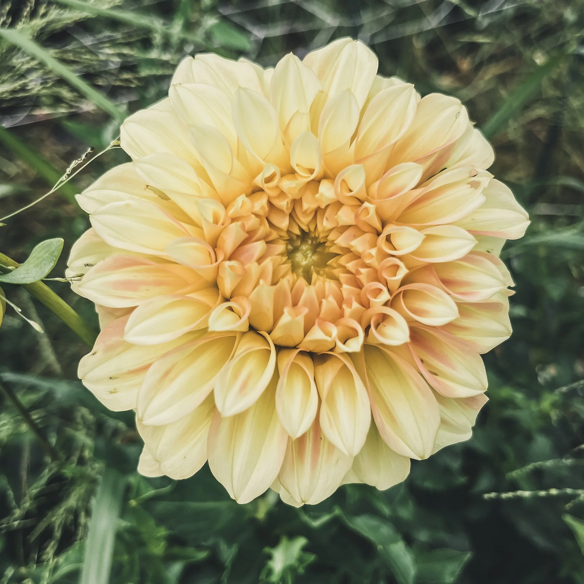 Shop — Stone Bank Flower Co