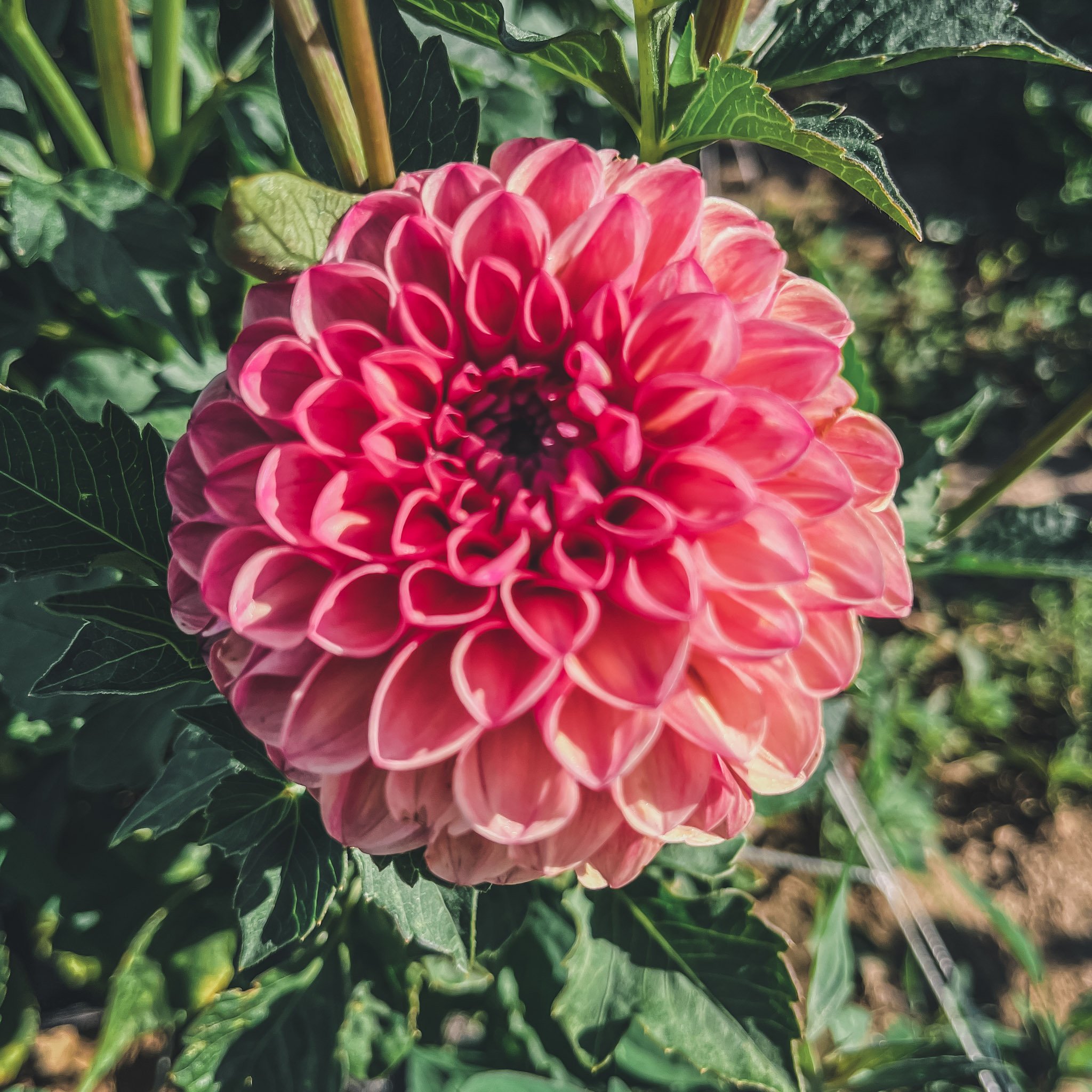 Shop — Stone Bank Flower Co