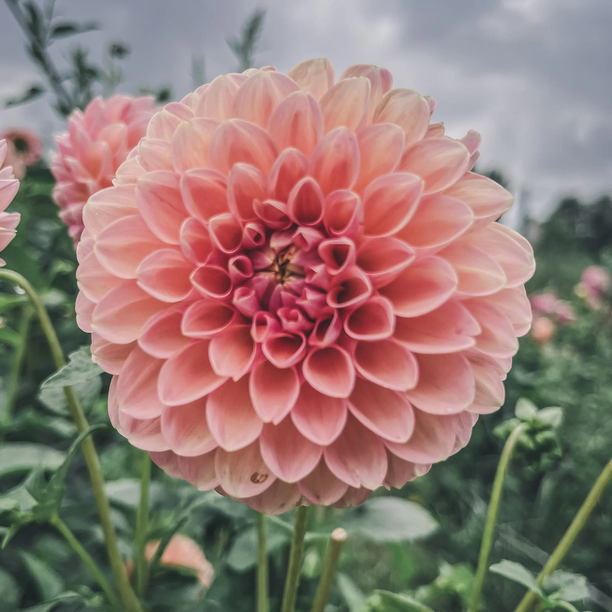 Shop — Stone Bank Flower Co