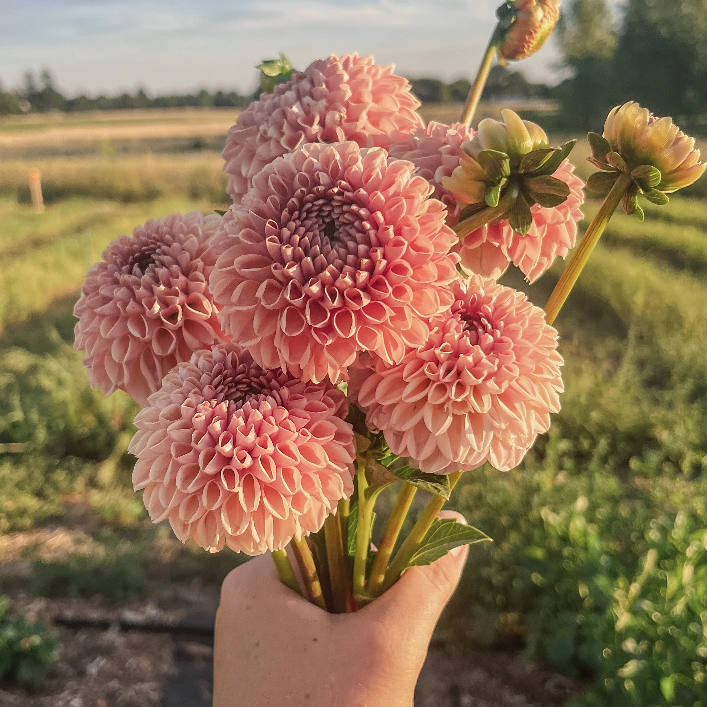 Shop — Stone Bank Flower Co