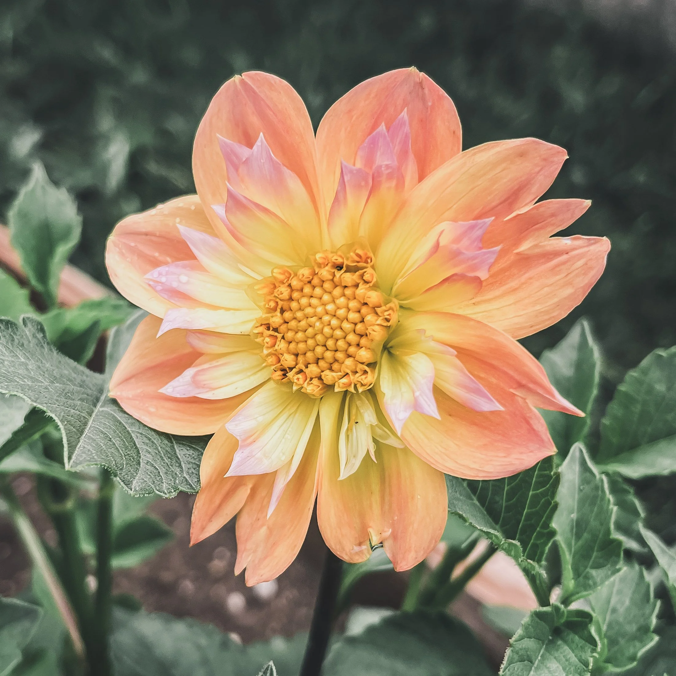 Collarette — Shop — Stone Bank Flower Co