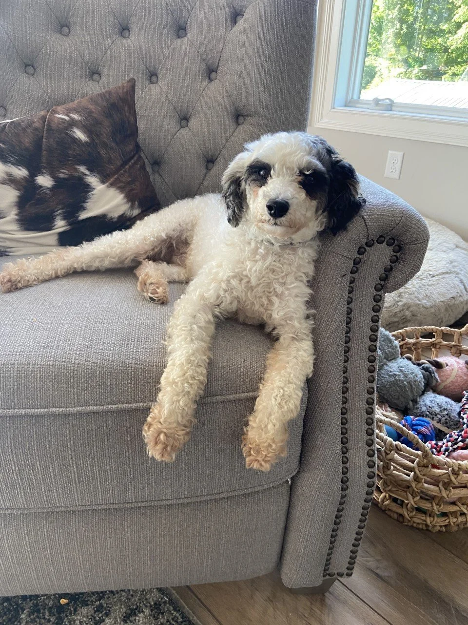 The Parents — Journeycreek Labradoodles