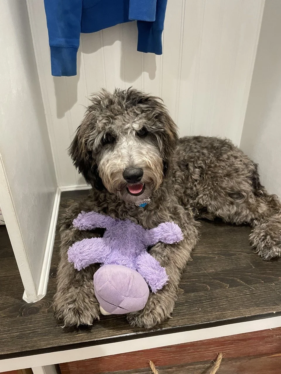 The Parents — Journeycreek Labradoodles