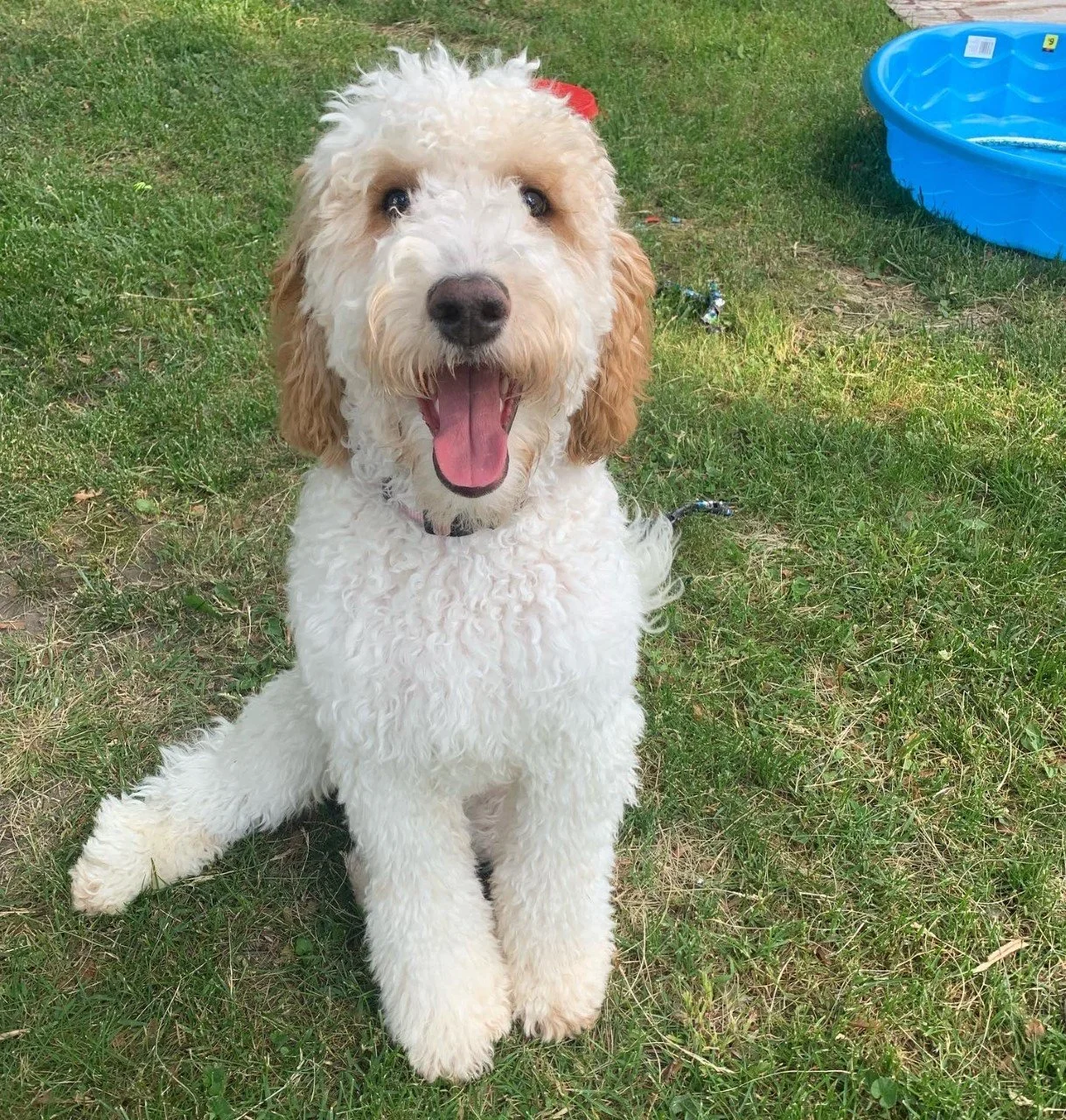 The Parents — Journeycreek Labradoodles