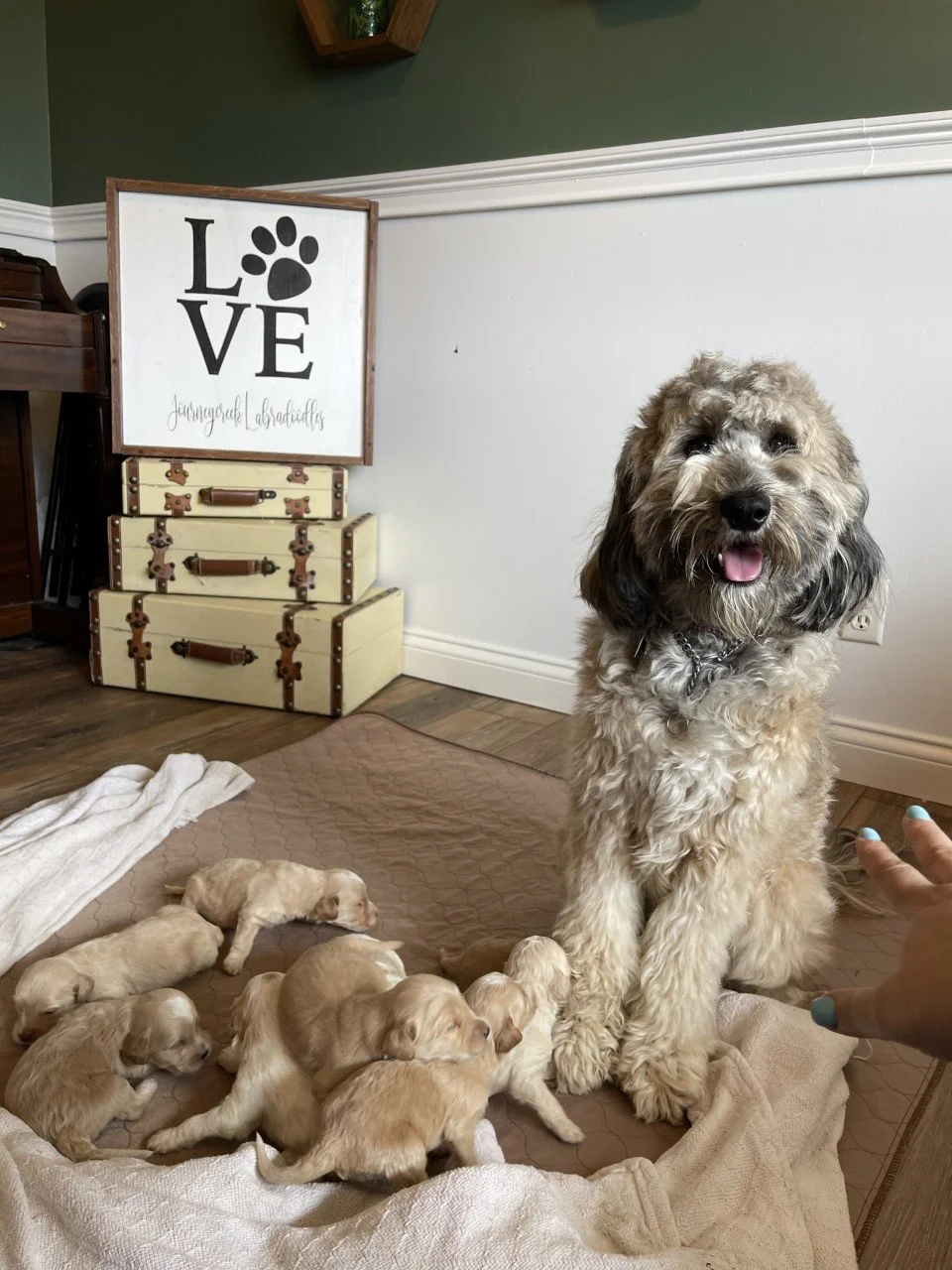 The Parents — Journeycreek Labradoodles