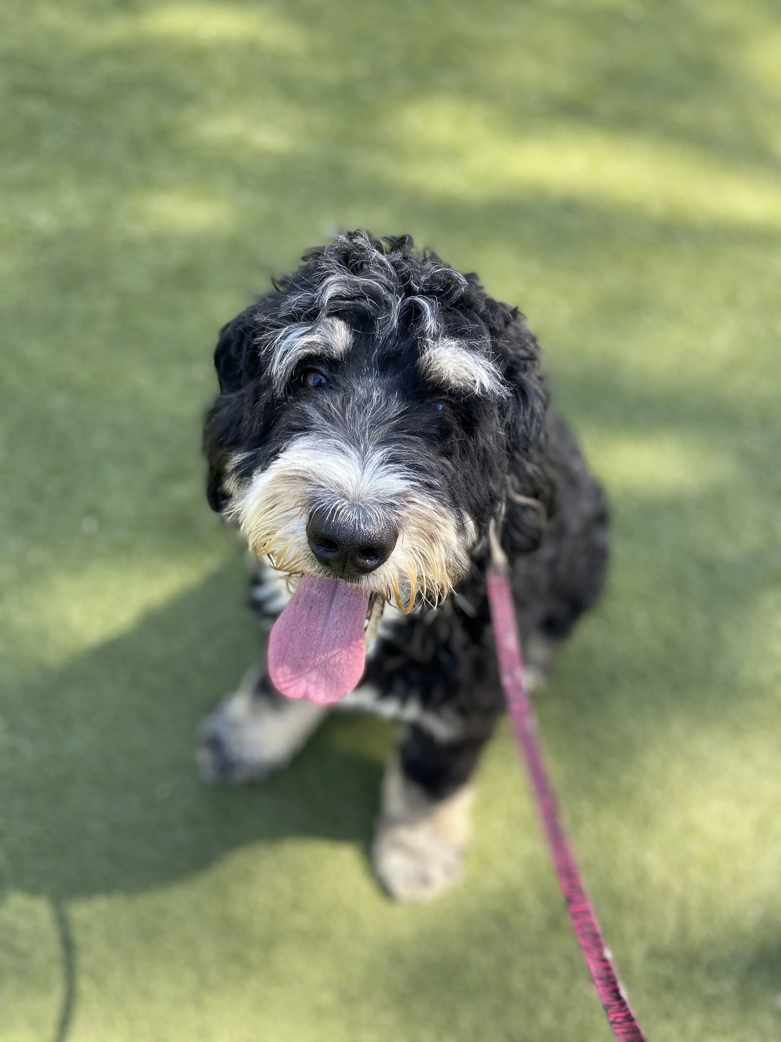 The Parents — Journeycreek Labradoodles
