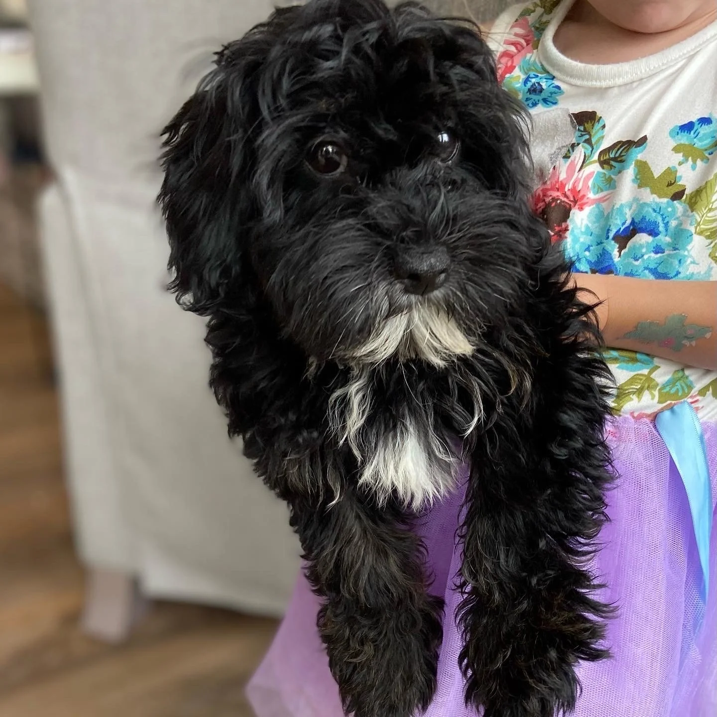 The Parents — Journeycreek Labradoodles