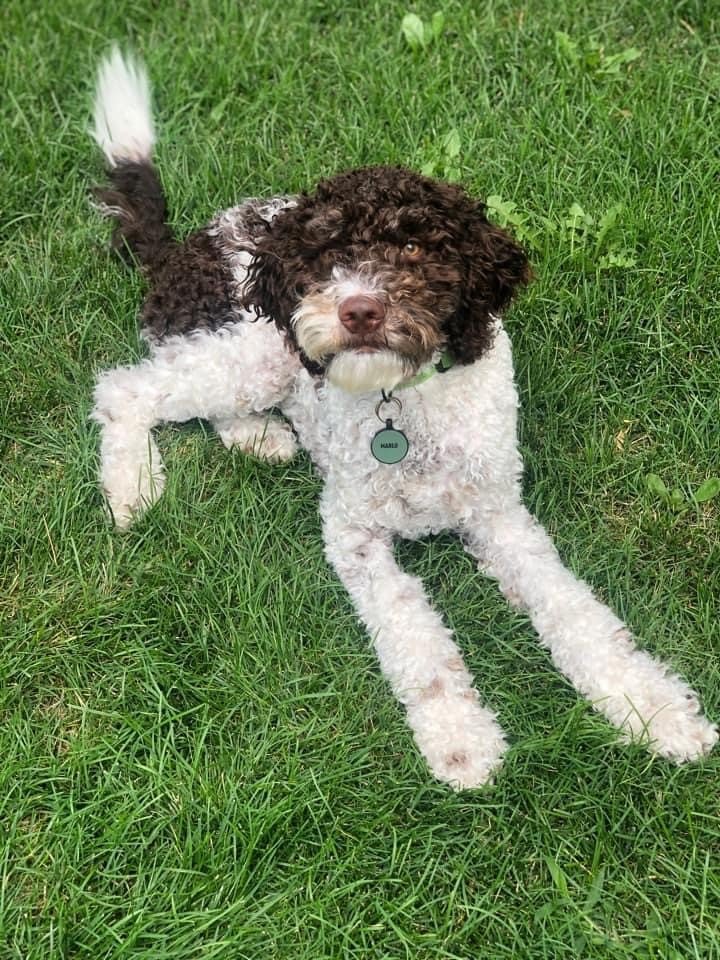 FAQs — Journeycreek Labradoodles