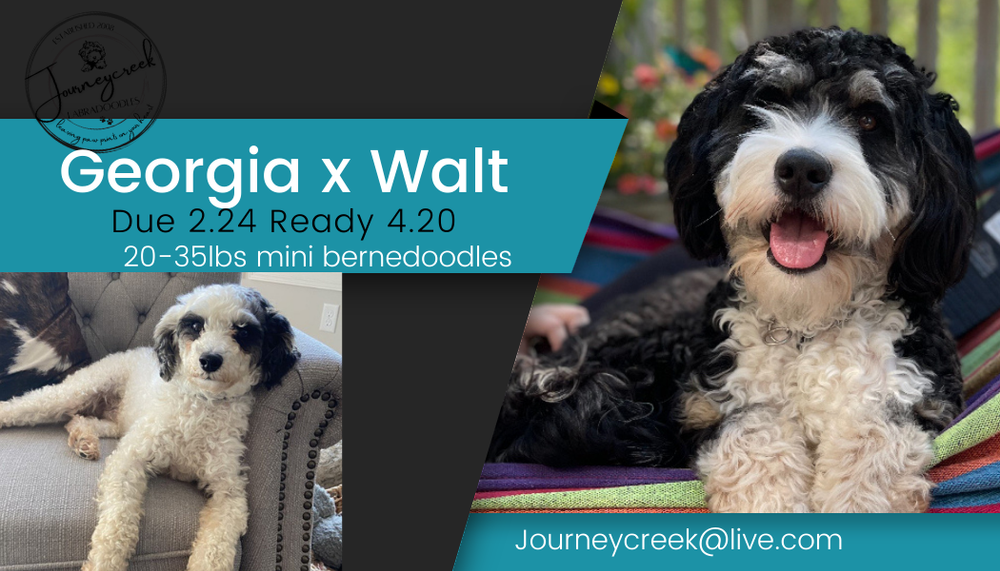 Puppy News — Journeycreek Labradoodles