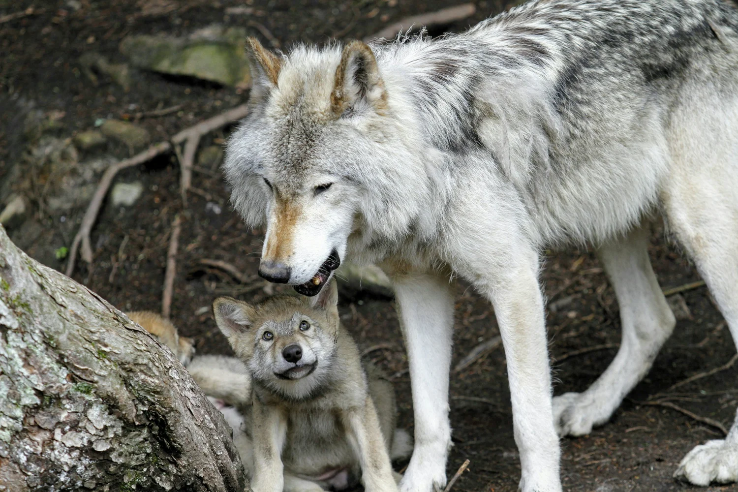 Our Story — Women For Wolves