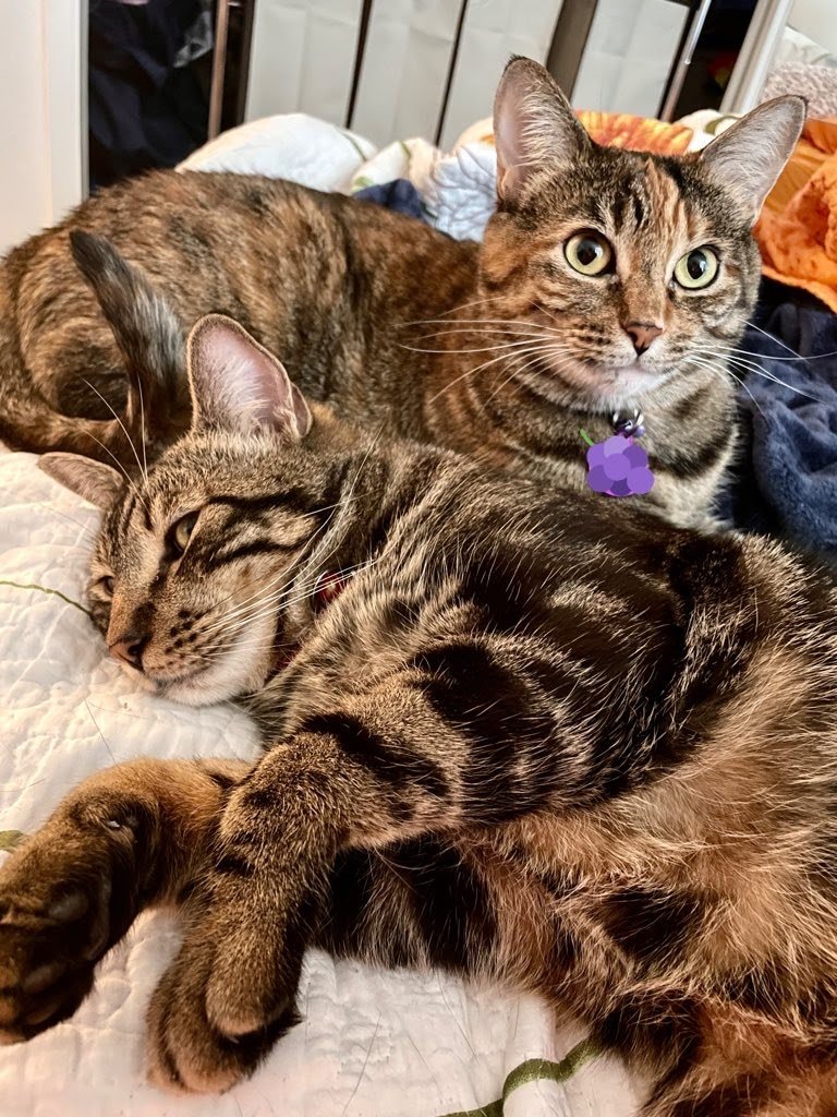 General 5 — Lanie Luxx