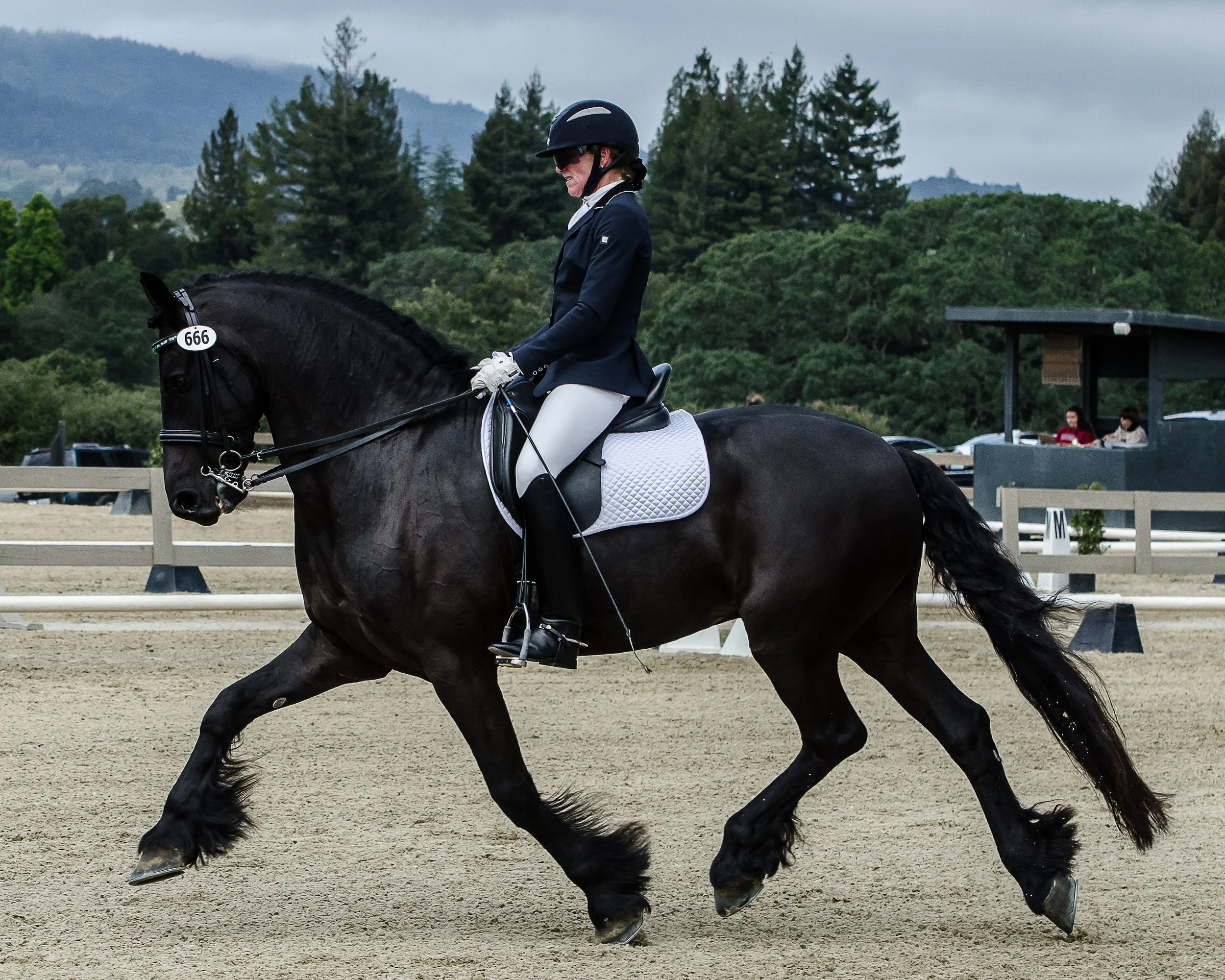 Meet Rachel — Rachel Williamson Dressage