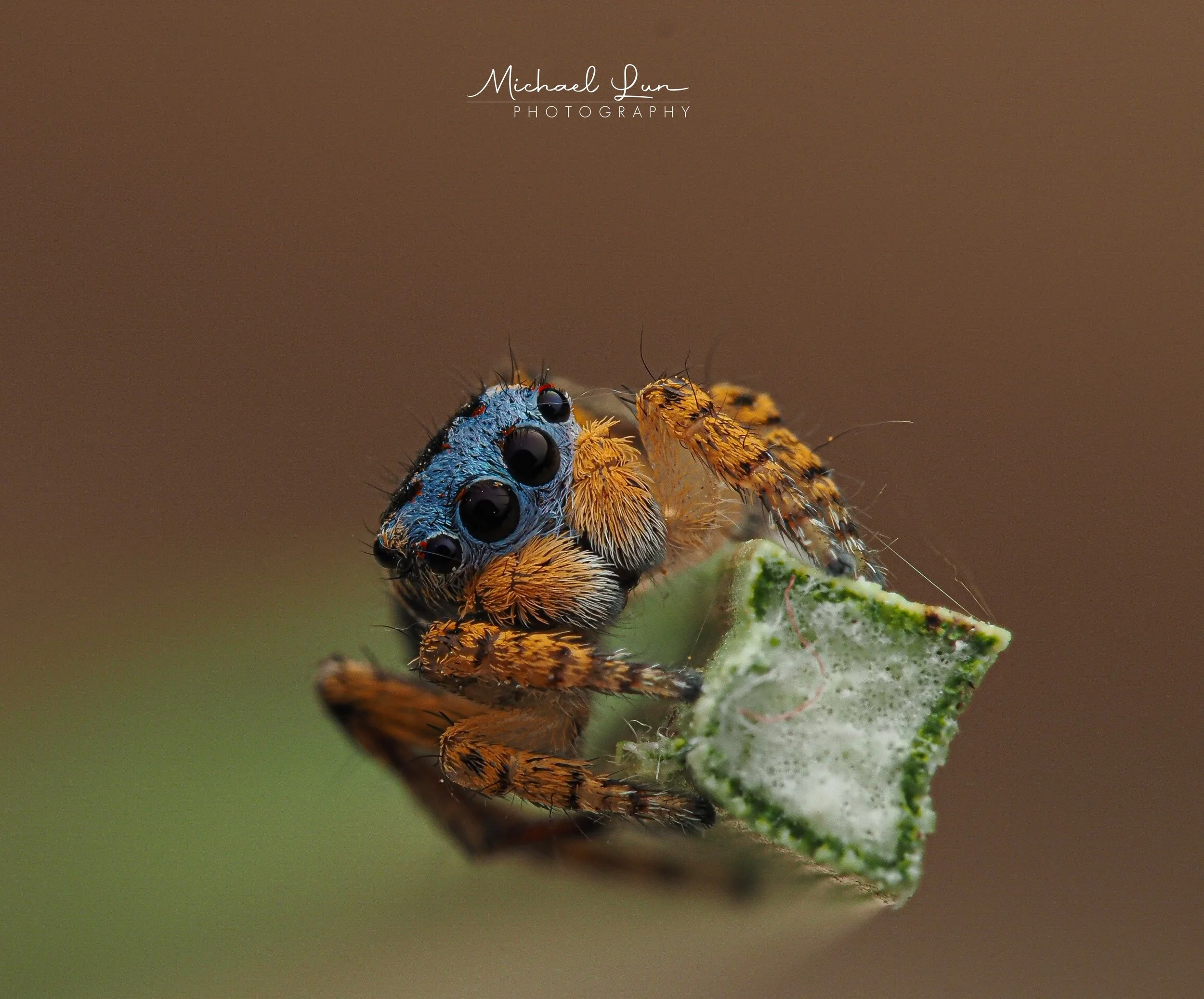 Michael Lun Photography