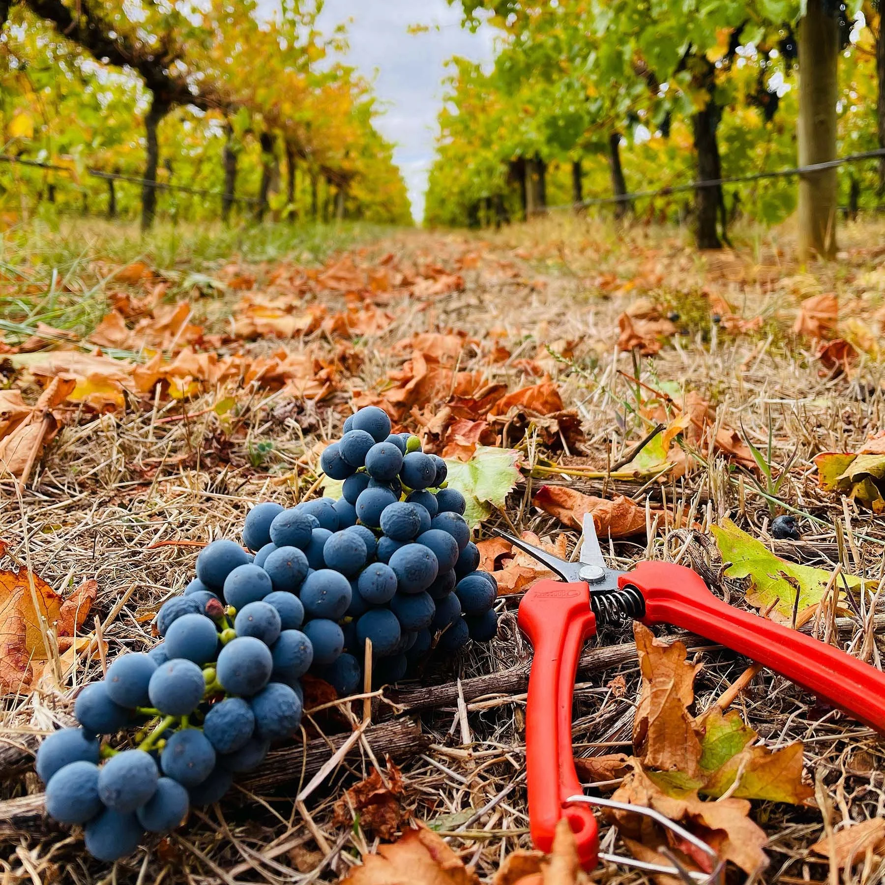 Viticulture — Padthaway Wine Region