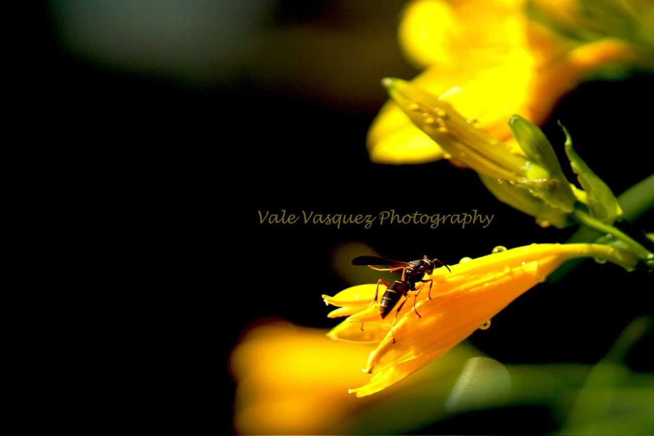 Vale Vasquez Photography