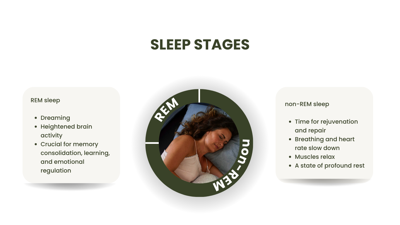 The Crucial Role of Sleep in Regulating Our Circadian Rhythm — Live ...