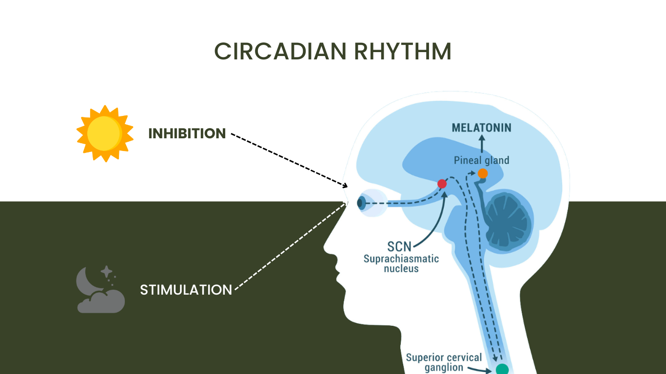 The Crucial Role of Sleep in Regulating Our Circadian Rhythm — Live ...