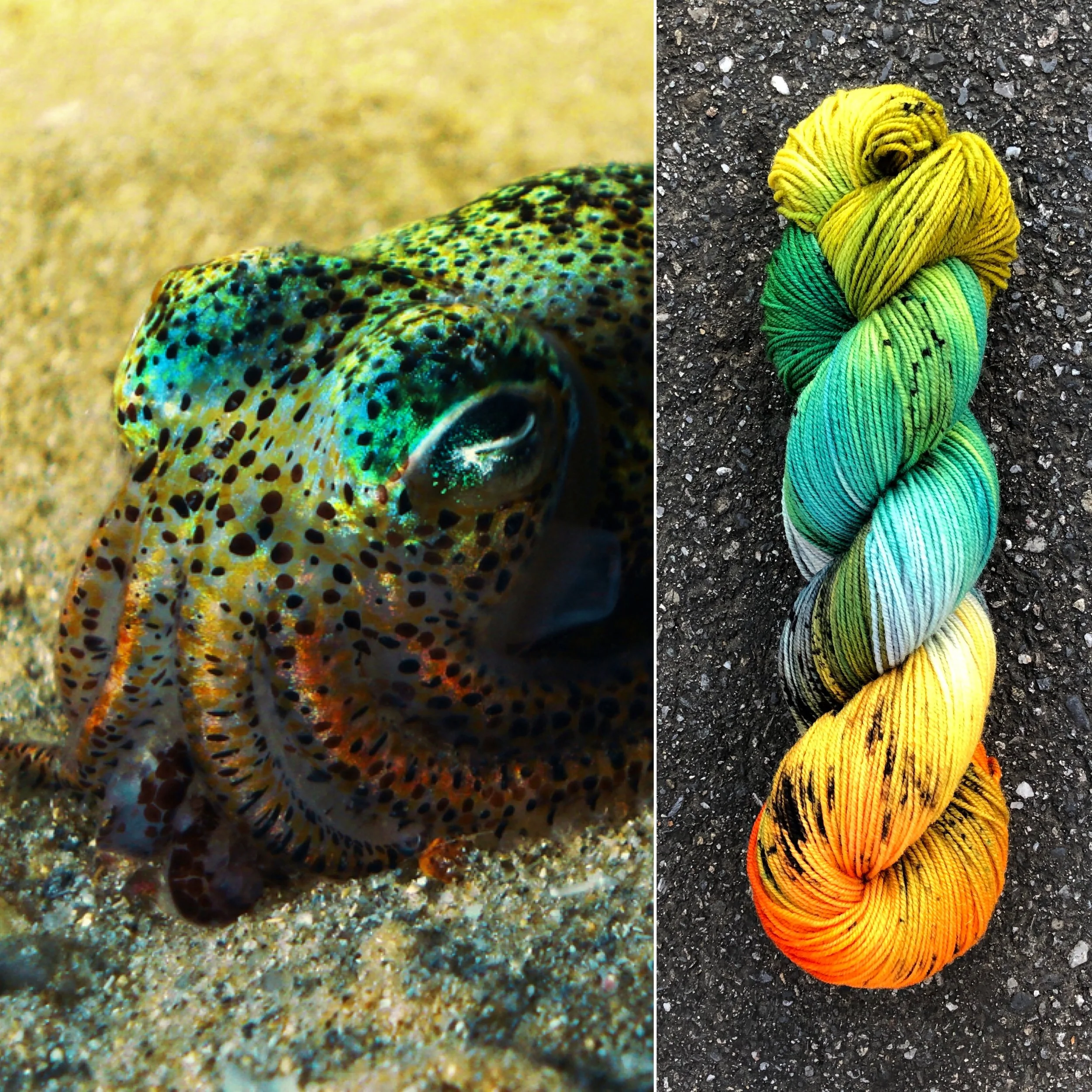 Bobtail Squid — Round Mountain Fibers