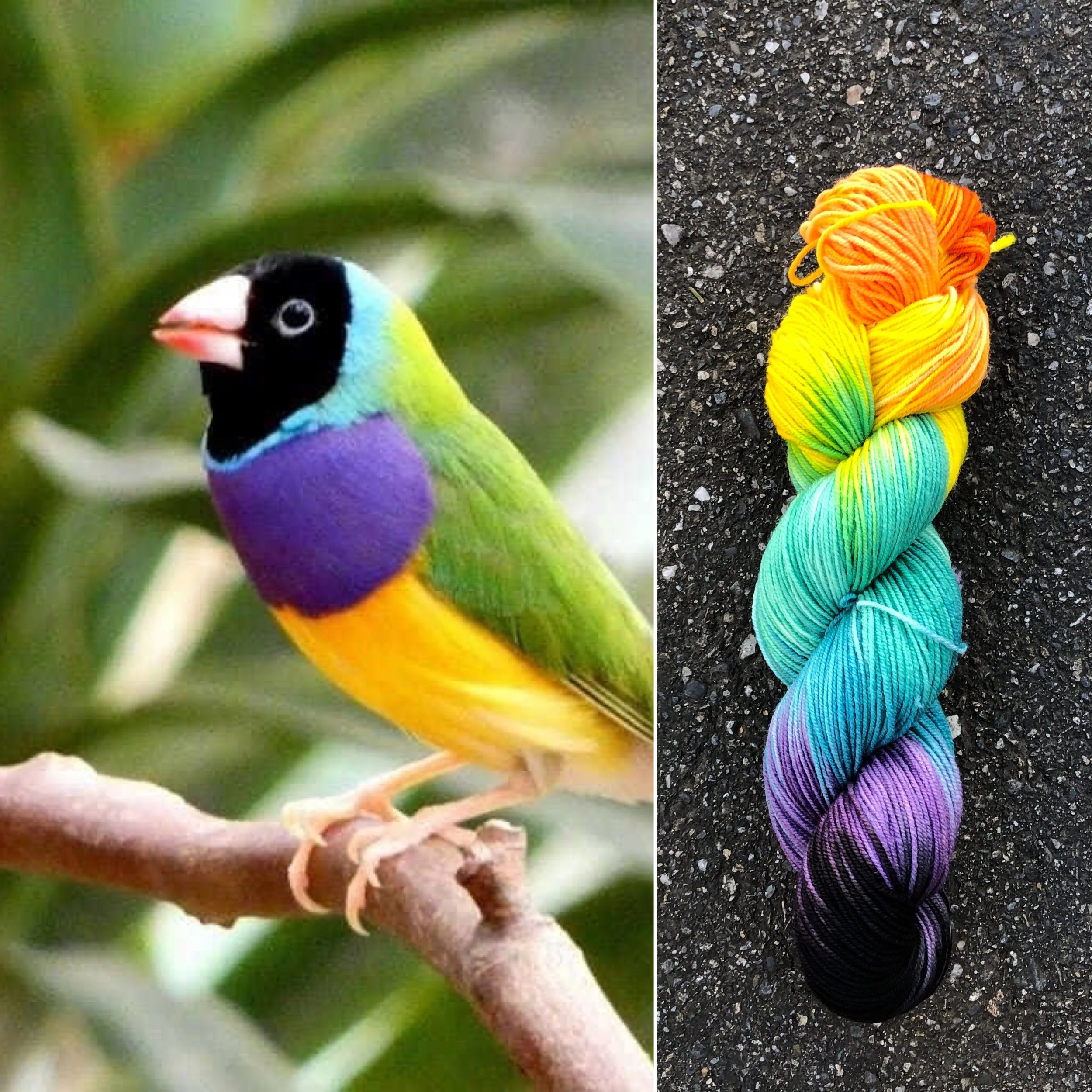 Gouldian Finch — Round Mountain Fibers