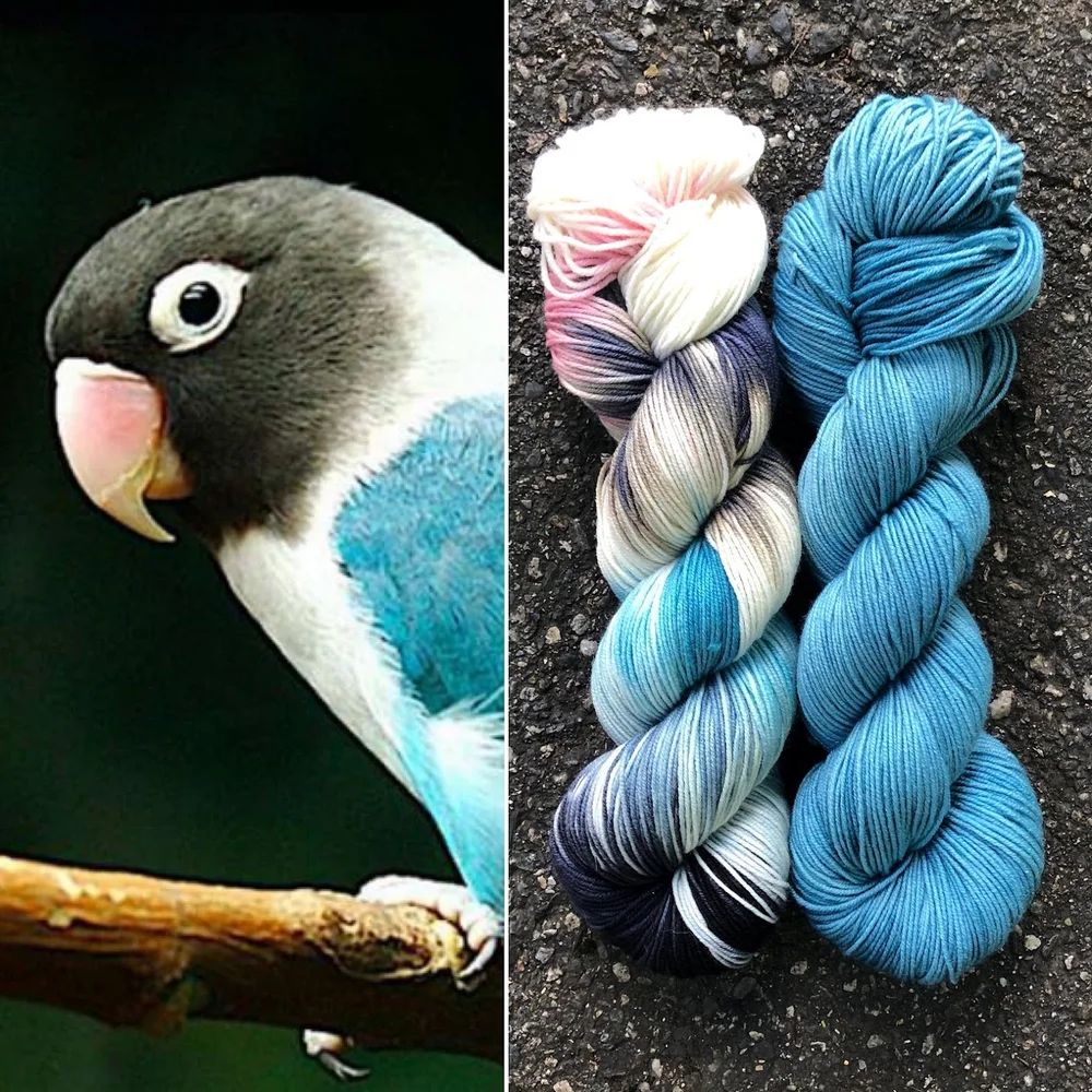 Dilute Blue Masked Lovebird