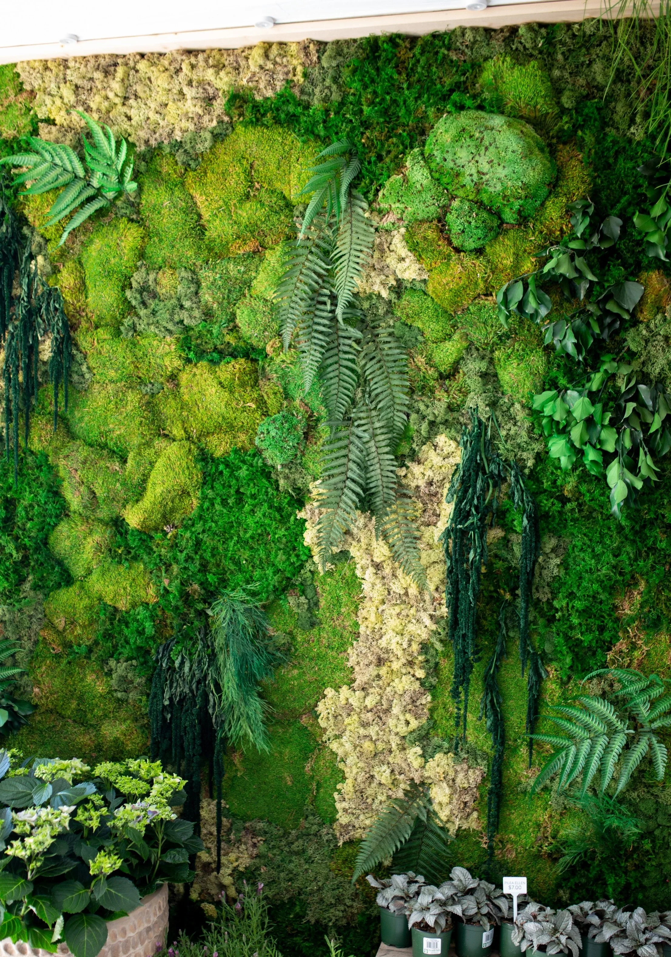 Moss Walls & Preserved Moss Art Calgary — Bloom Culture