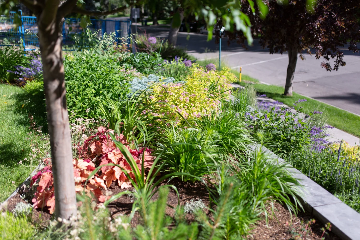 What to Plant in Calgary (and Where to Put Them) — Bloom Culture