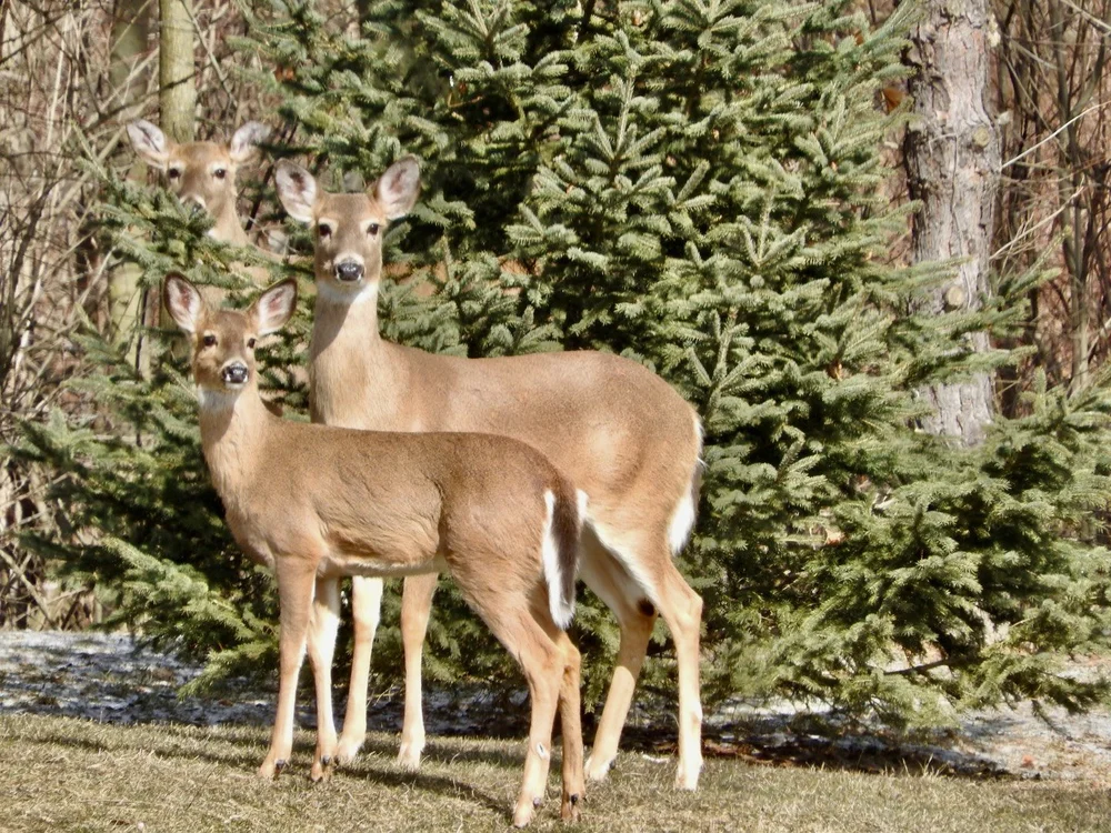 Eaton Conservation District Store — Eaton CD