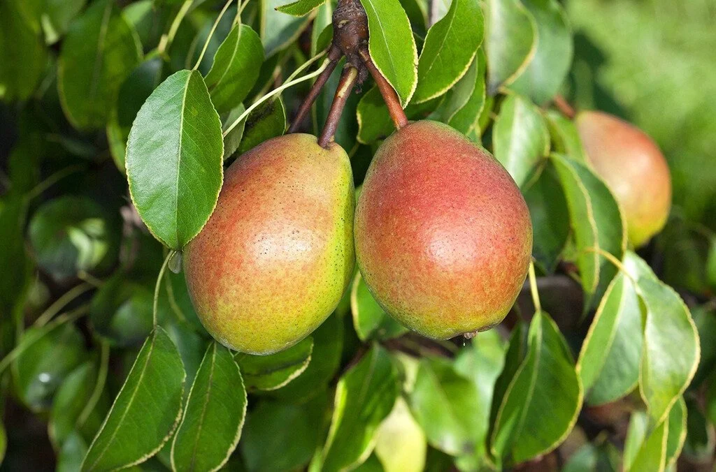 Eaton Conservation District Store — Eaton CD